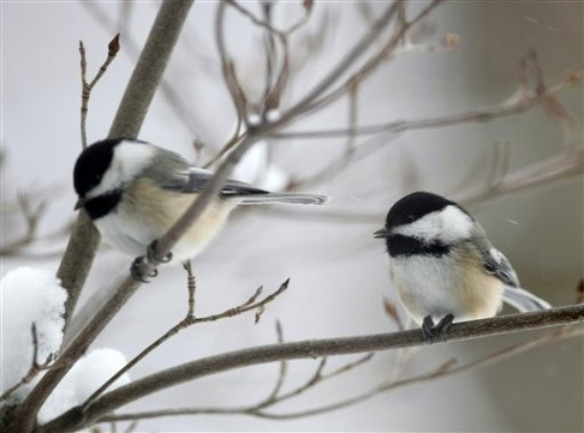 Chickadee by Ralph Waldo Emerson – LuceStellare